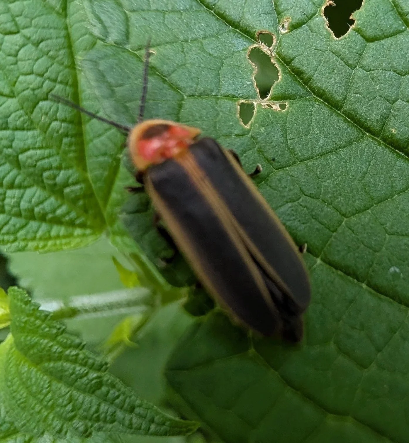 Photinus pyralis (Common Eastern Firefly / Big Dipper Firefly ...