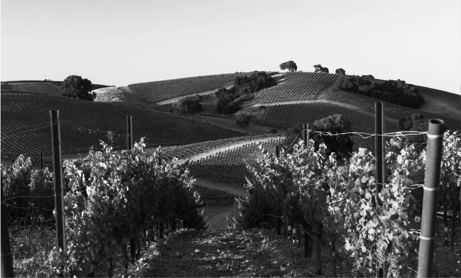 Alterra | Coastal Vineyard Services | Enhance Vineyard Success Today