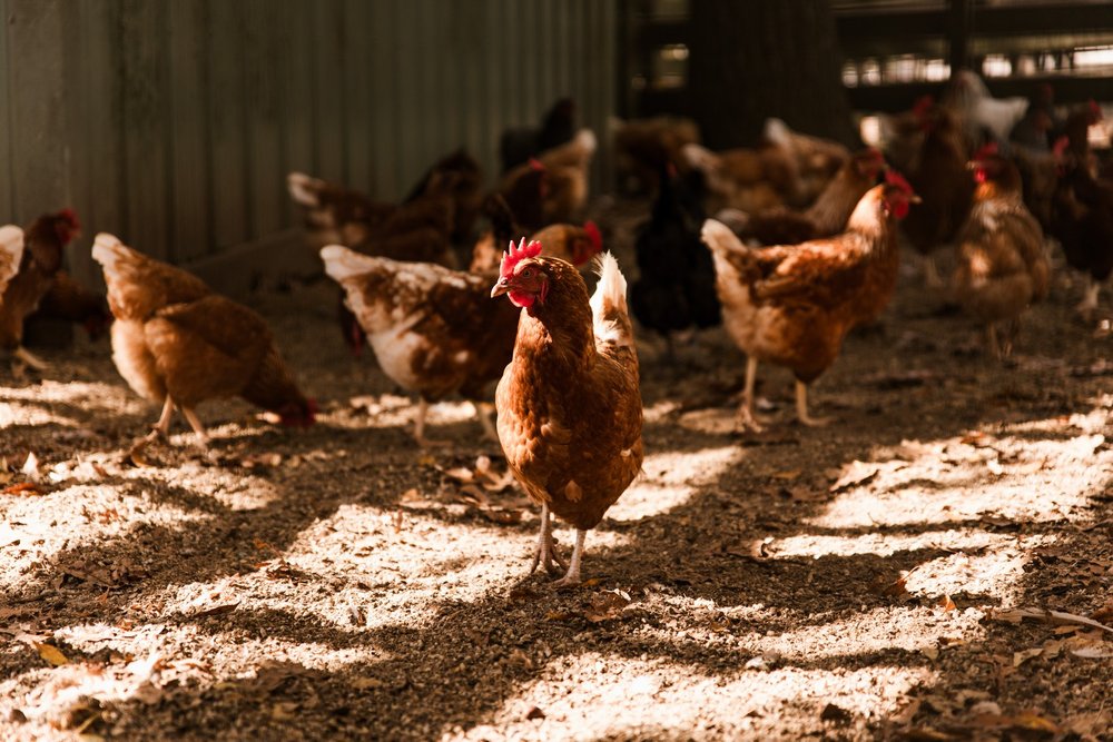 Lewallen Farms | Experience our Farm