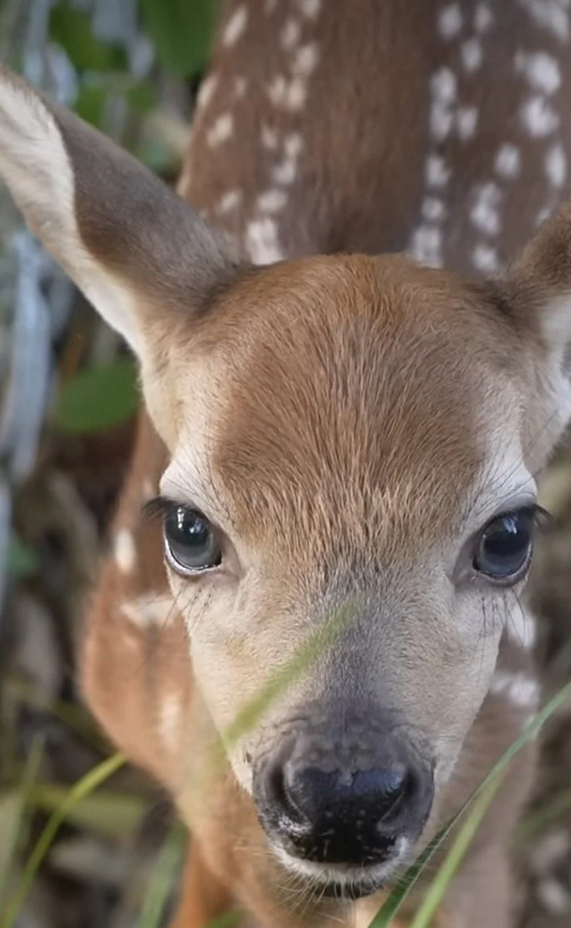 Distress Call — What Is HIS Name?