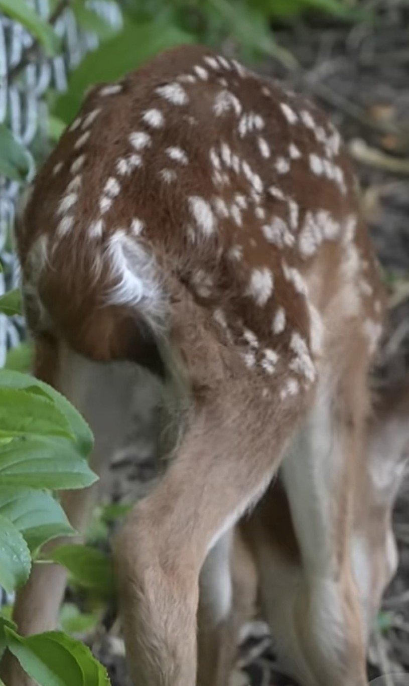 Distress Call — What Is HIS Name?