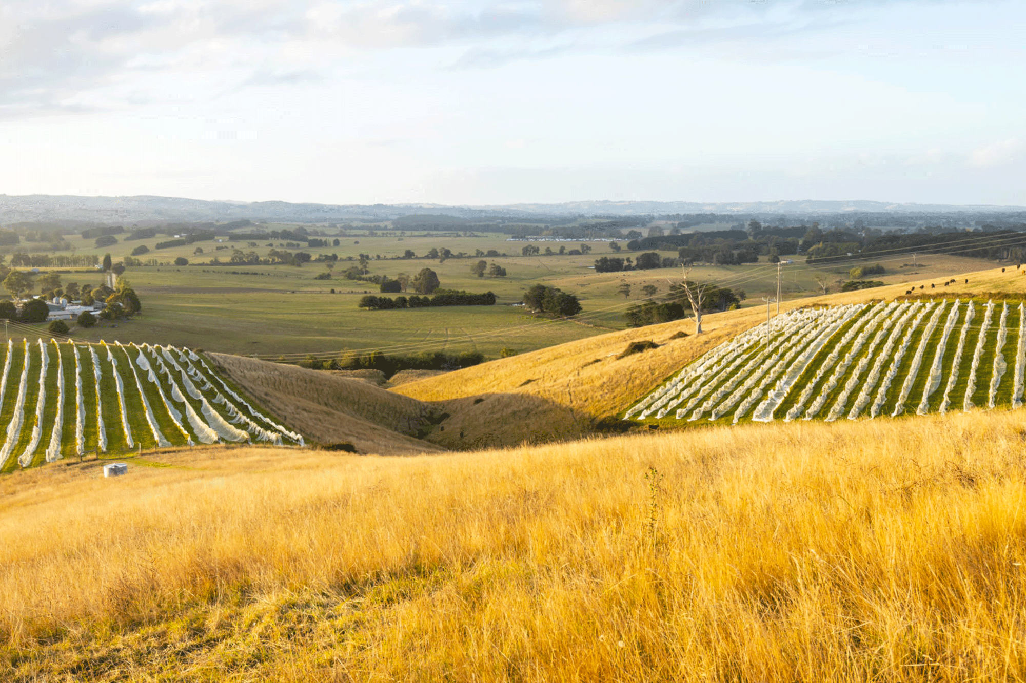 Belrose Estate | Wine Distribution | Vinous — Vinous