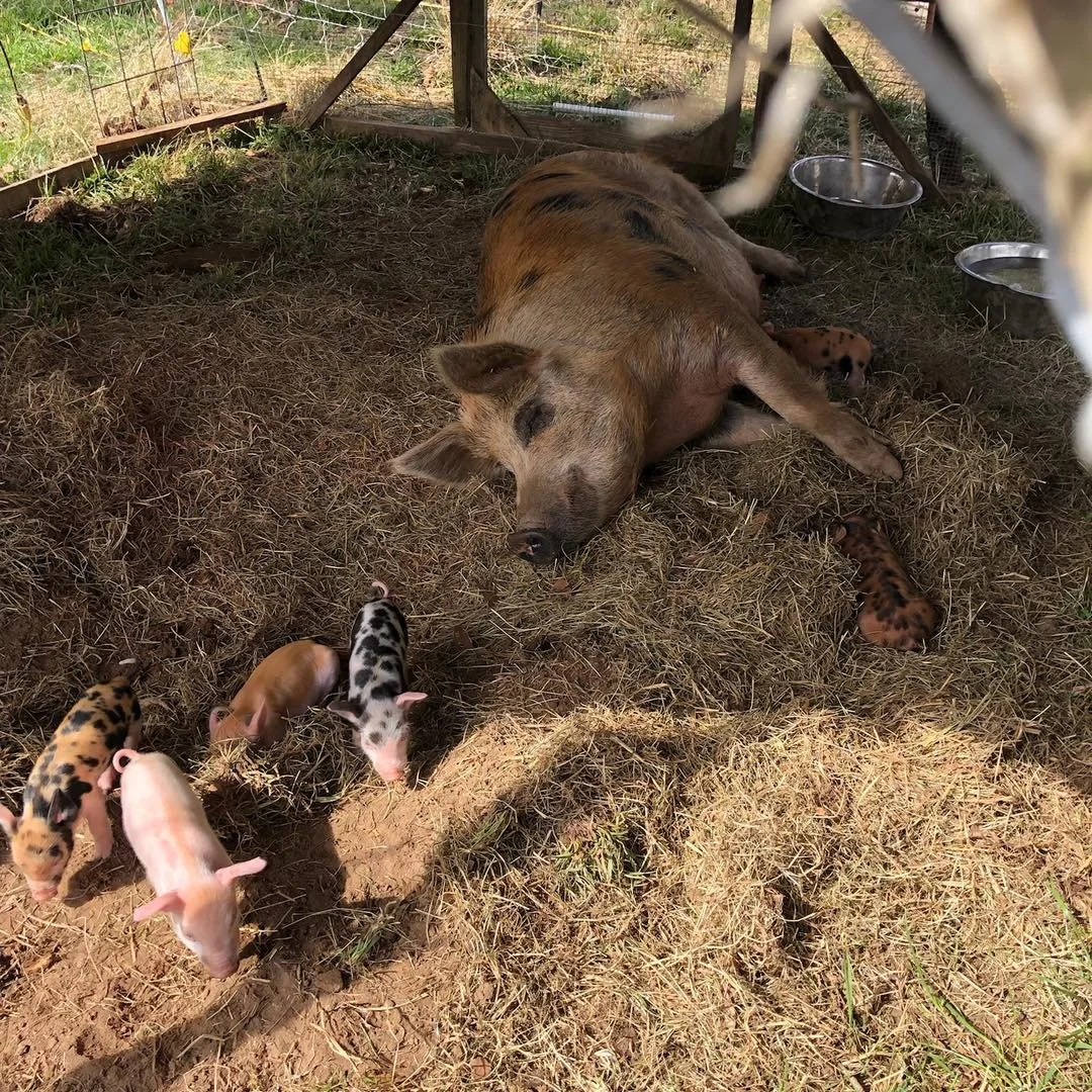 Perch & Pasture Co. | Dairy & Eggs | Poultry | Beef | Pork | Bakery ...