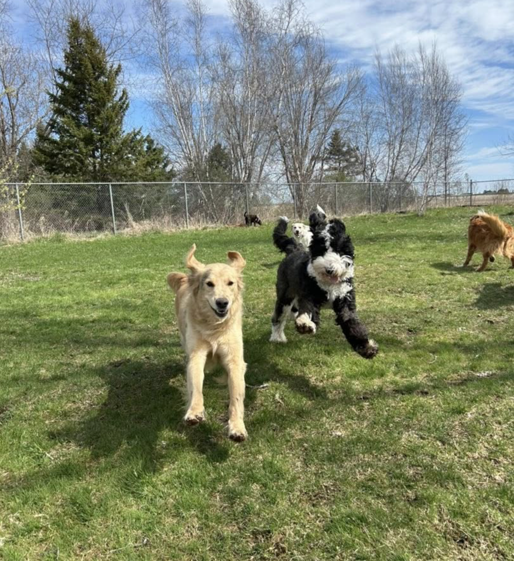 Red Dog Canine Center Inc | Discover Premium Dog Care!