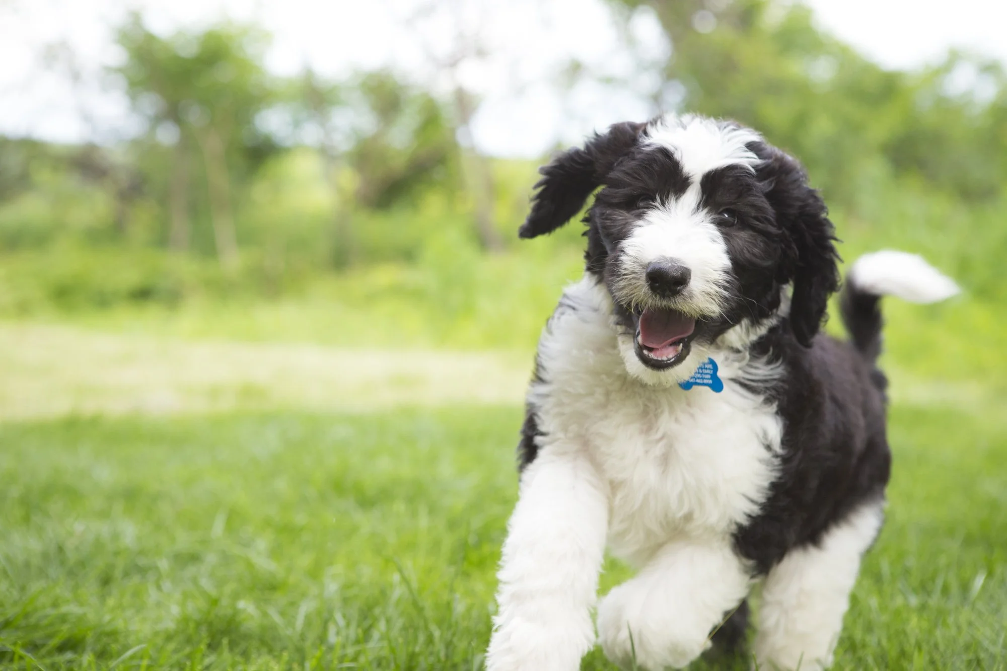 Red Dog Canine Center Inc | Discover Premium Dog Care!