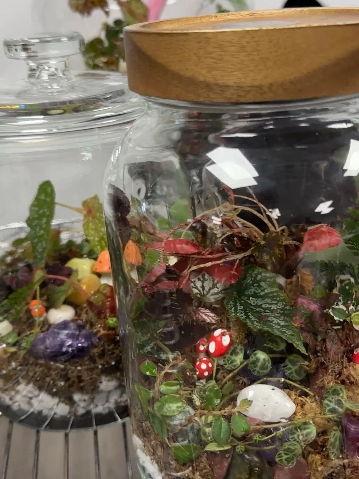Terrarium Workshops in DFW | Creative & Grounding Plant Experiences ...