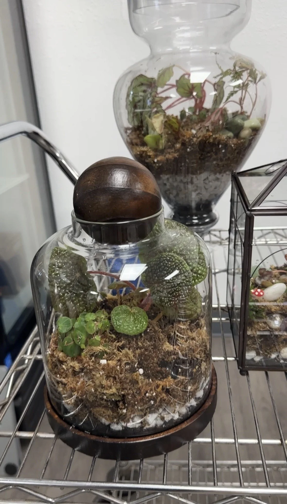 Terrarium Workshops in DFW | Creative & Grounding Plant Experiences ...