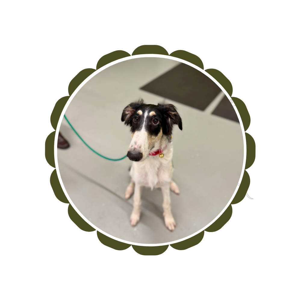 Private Puppy Training in Portland, OR and Gresham, OR | Dog Flower