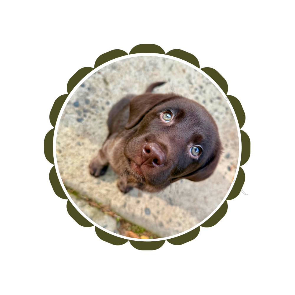 Private Puppy Training in Portland, OR and Gresham, OR | Dog Flower