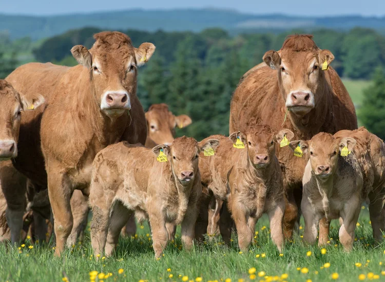 Beef Cattle Feed — I’Anson Quality Feeds