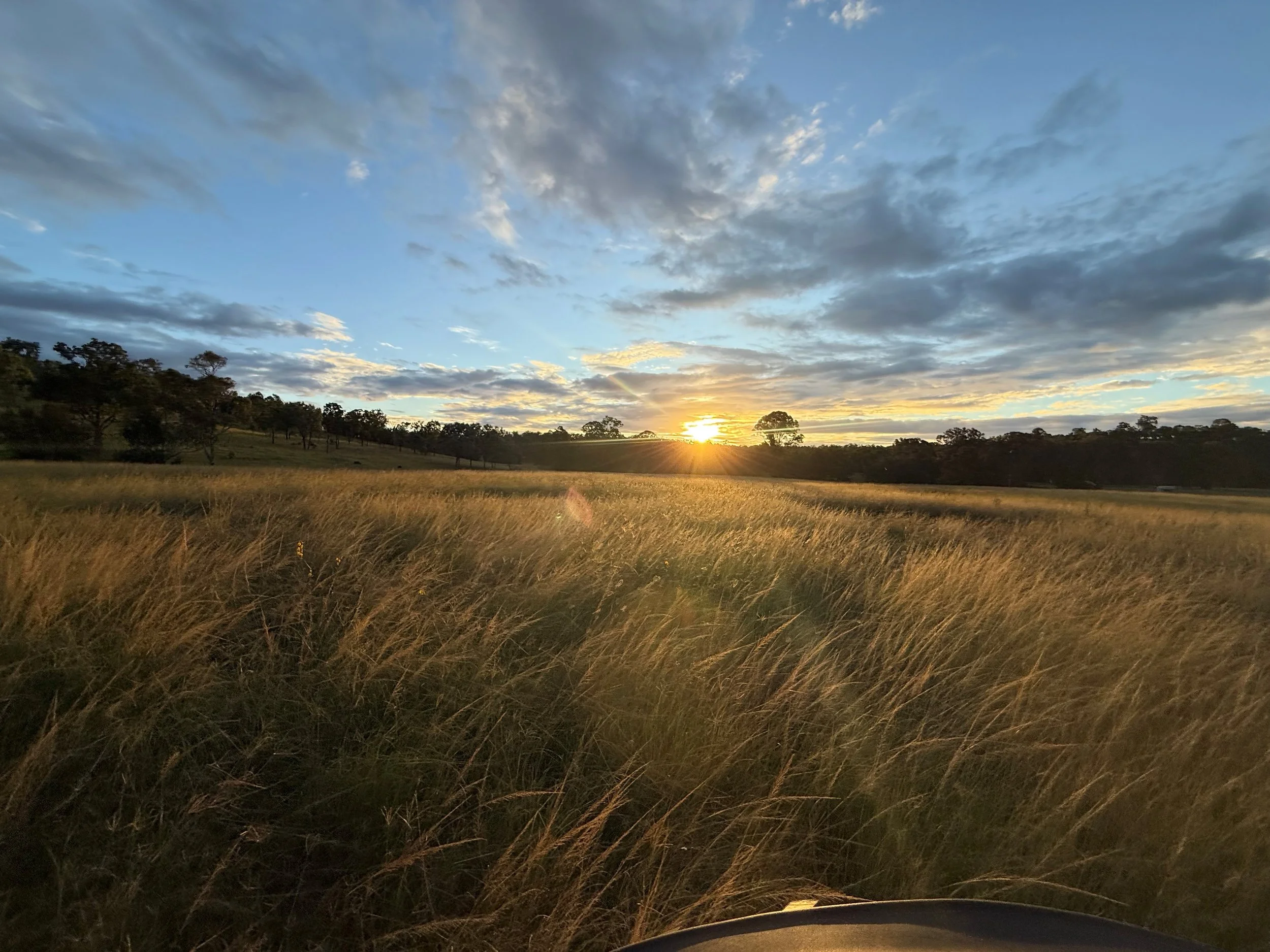 Belvedere Farm | Local, Ethical, Regenerative Food