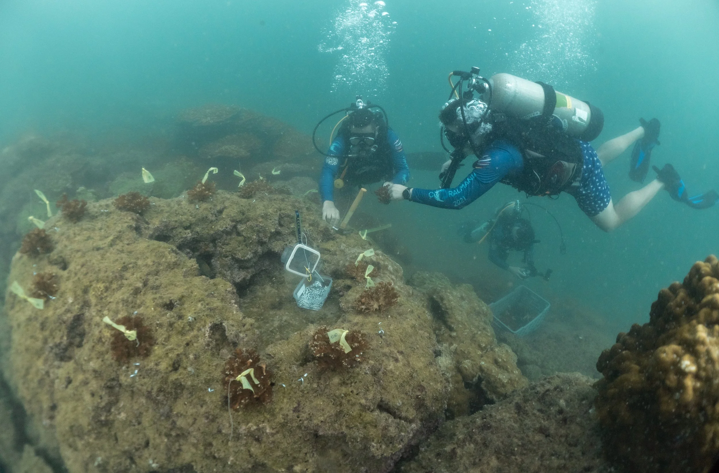 General 2 — Raising Coral Costa Rica