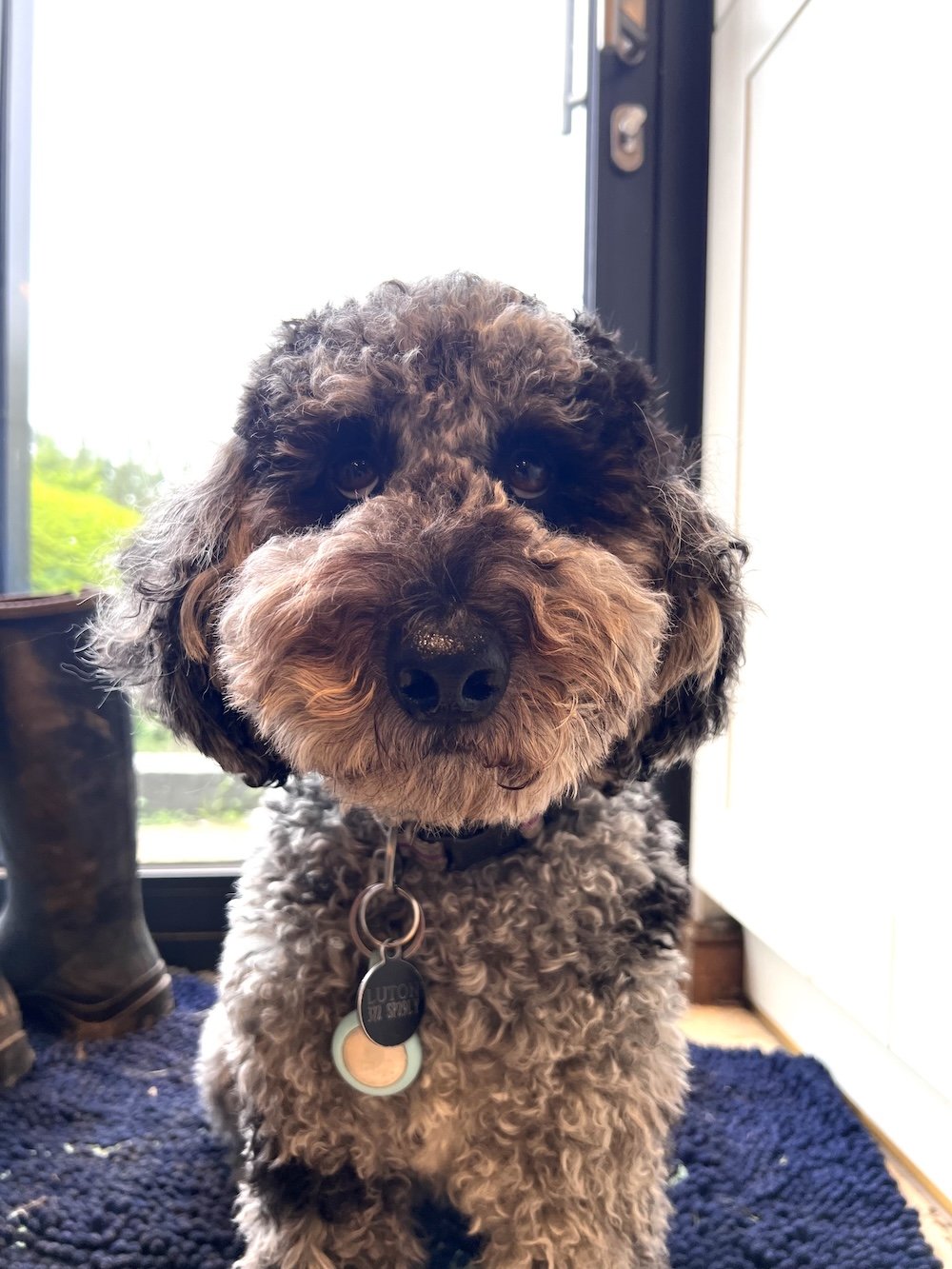 Louise Luton Art Beautiful paintings and colourful animals