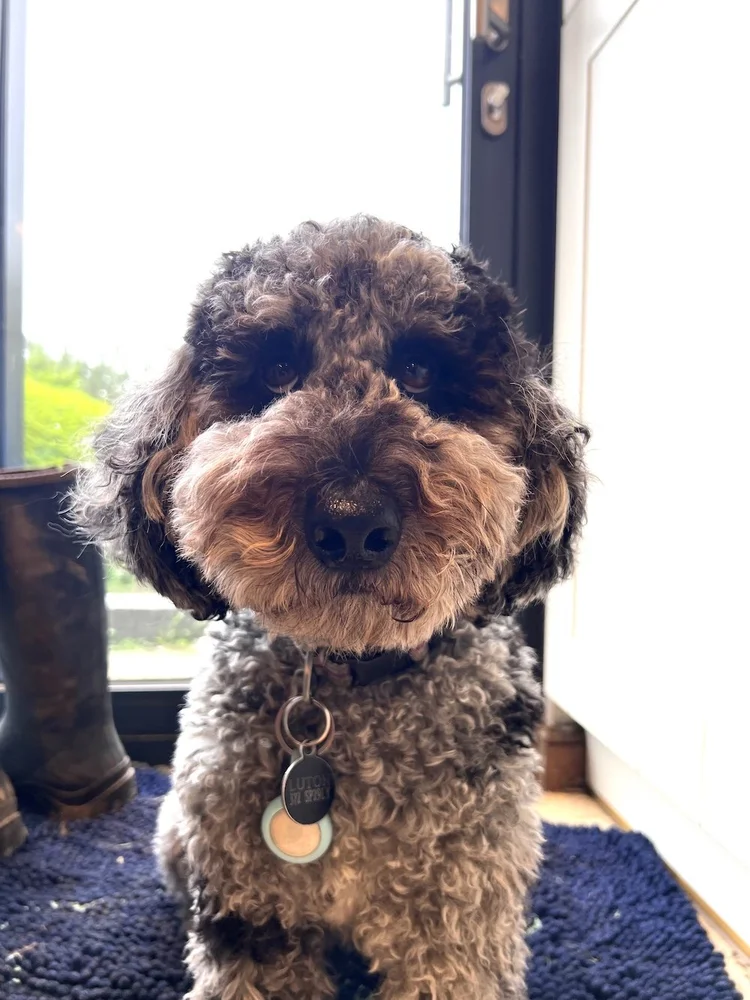 Louise Luton Art Beautiful paintings and colourful animals