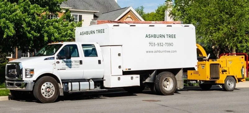 Ashburn Tree