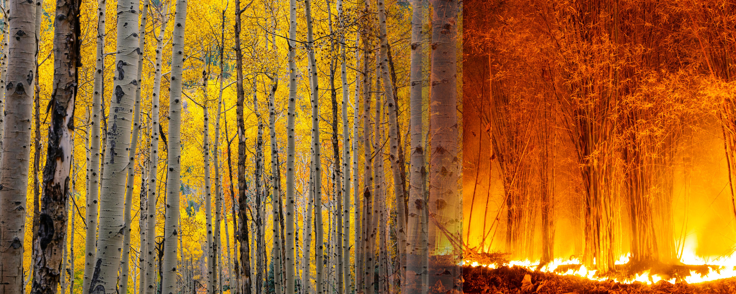 Aspen Wildfire