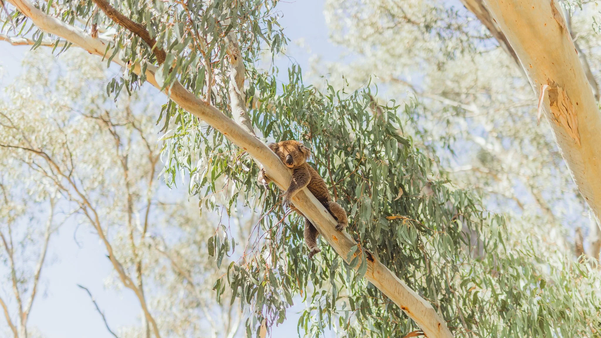Visit Narrandera | Your Riverina Adventure Starts Here