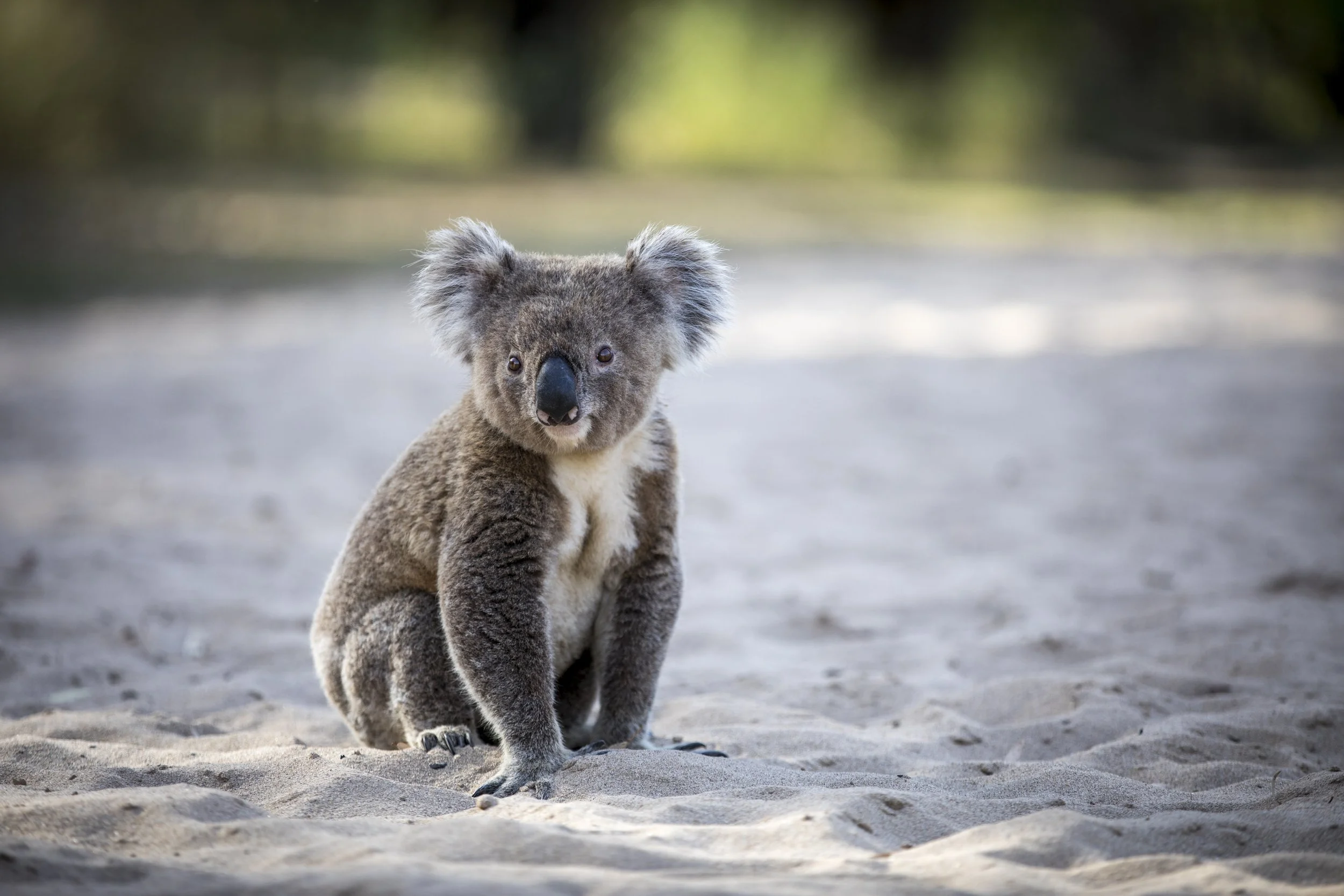 What's On | Experience the Riverina — Visit Narrandera