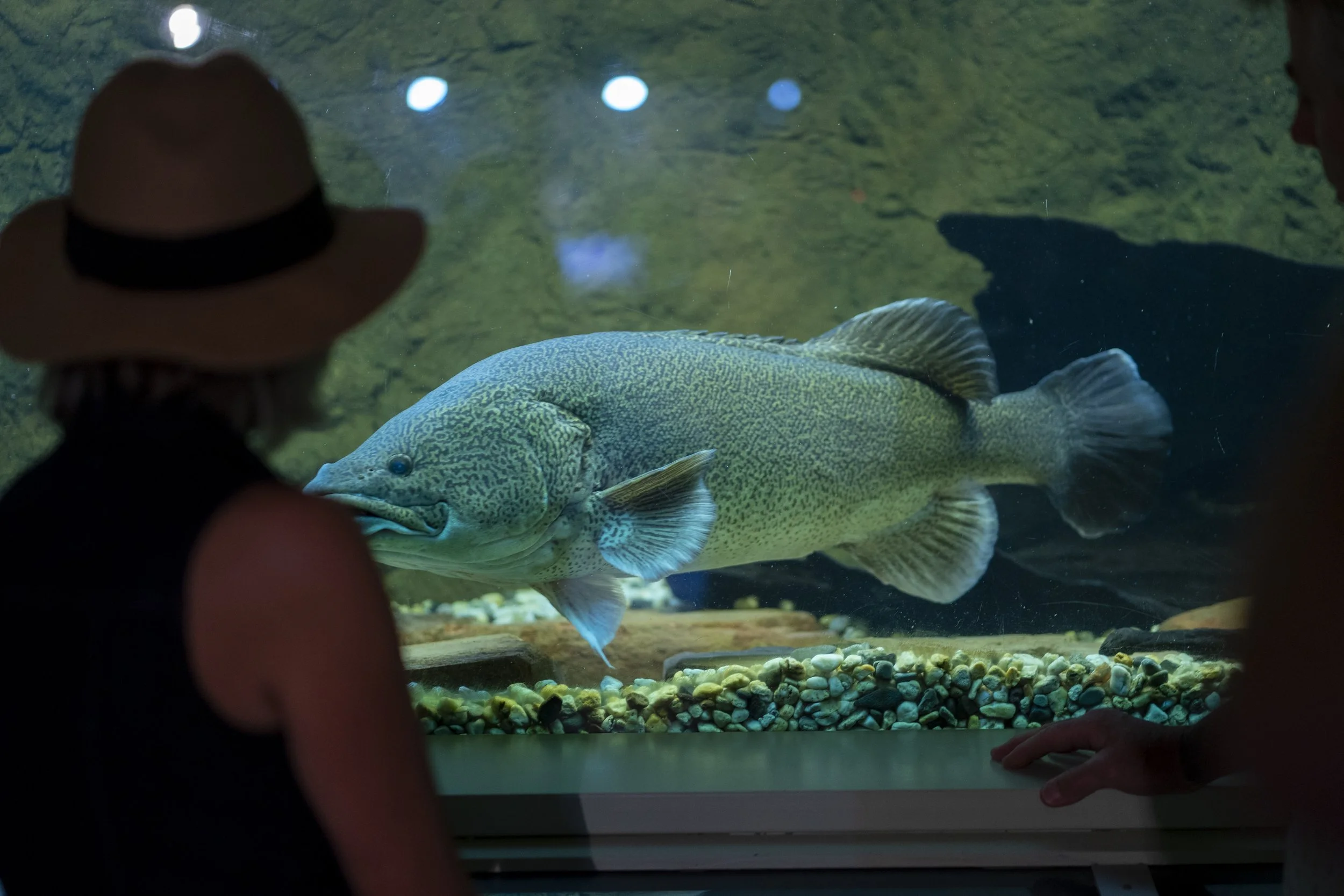 Fisheries Education Centre — Visit Narrandera