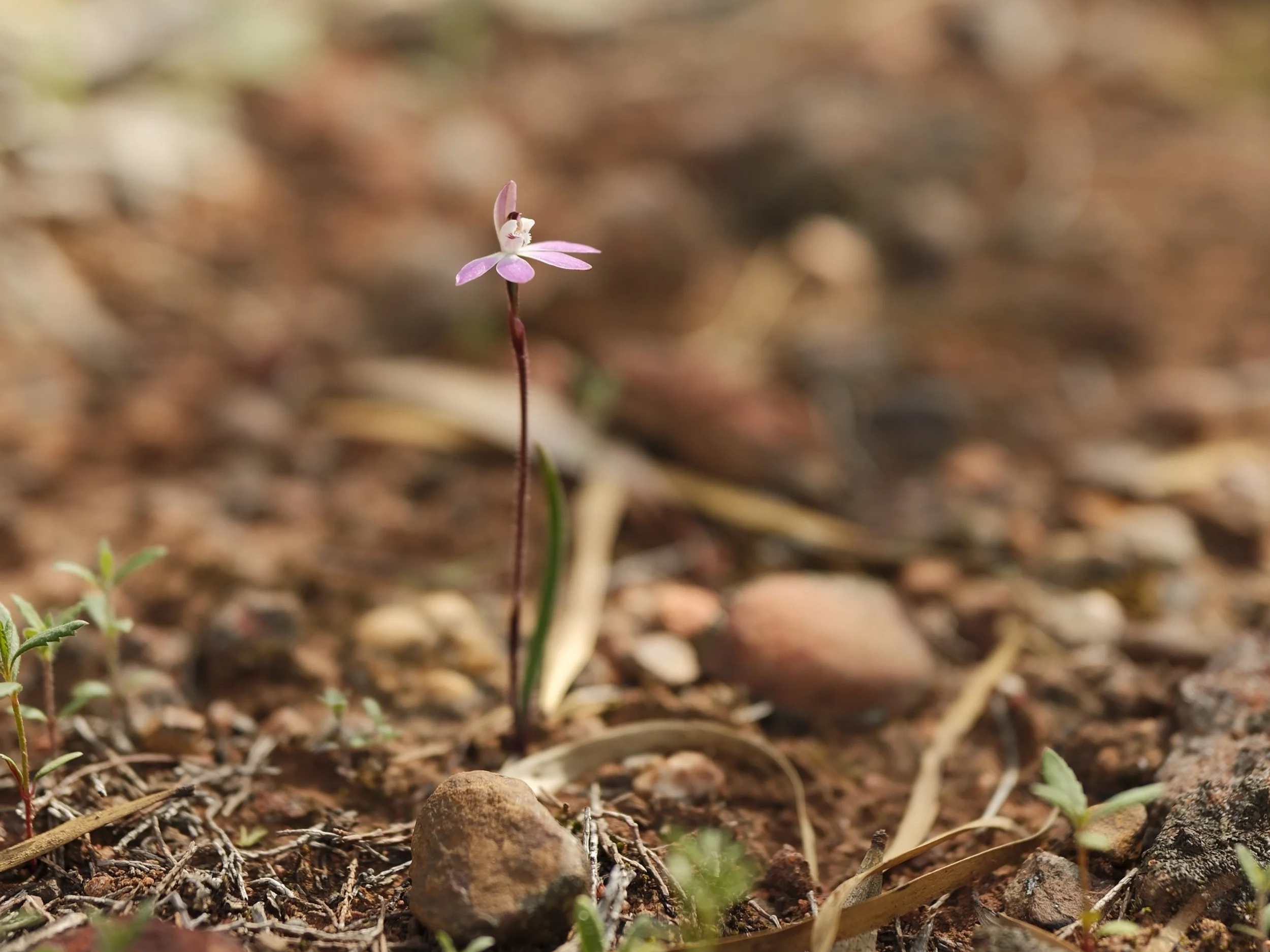 A Walk Among the Wildflowers — Visit Narrandera