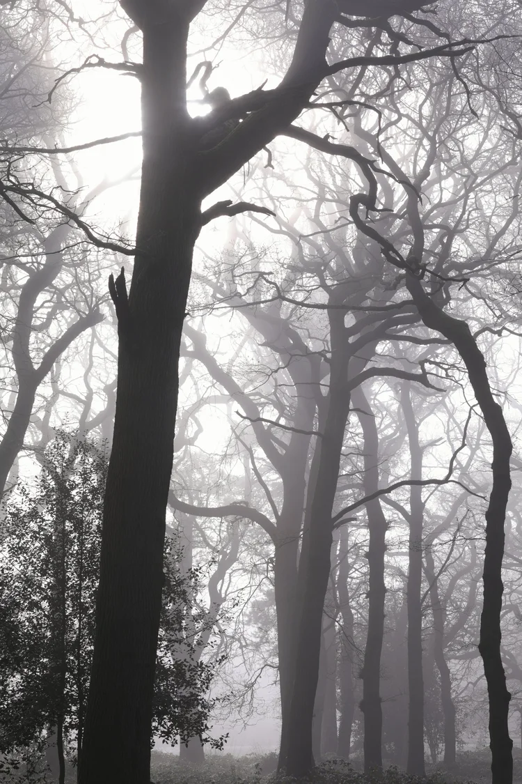 Andrew Murphy Photography - Fine art Woodland & Landscape Photography ...