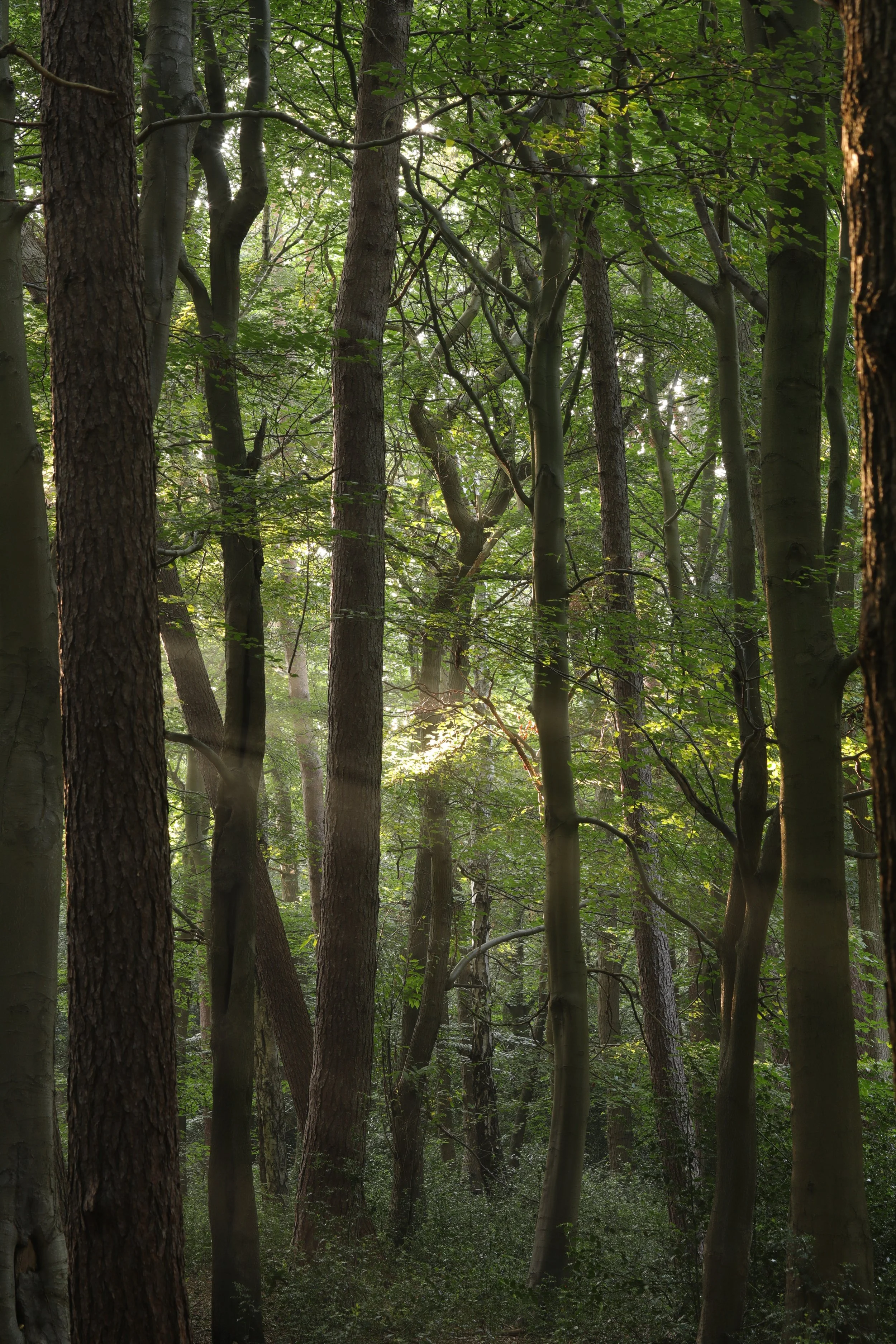 Andrew Murphy Photography - Fine art Woodland & Landscape Photography ...