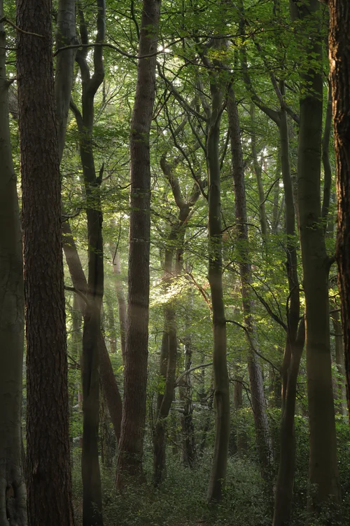 Andrew Murphy Photography - Fine art Woodland & Landscape Photography ...