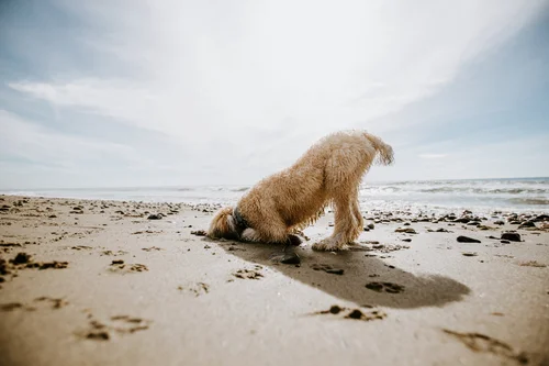 Sandy Paws