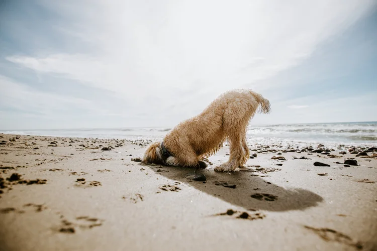 Sandy Paws