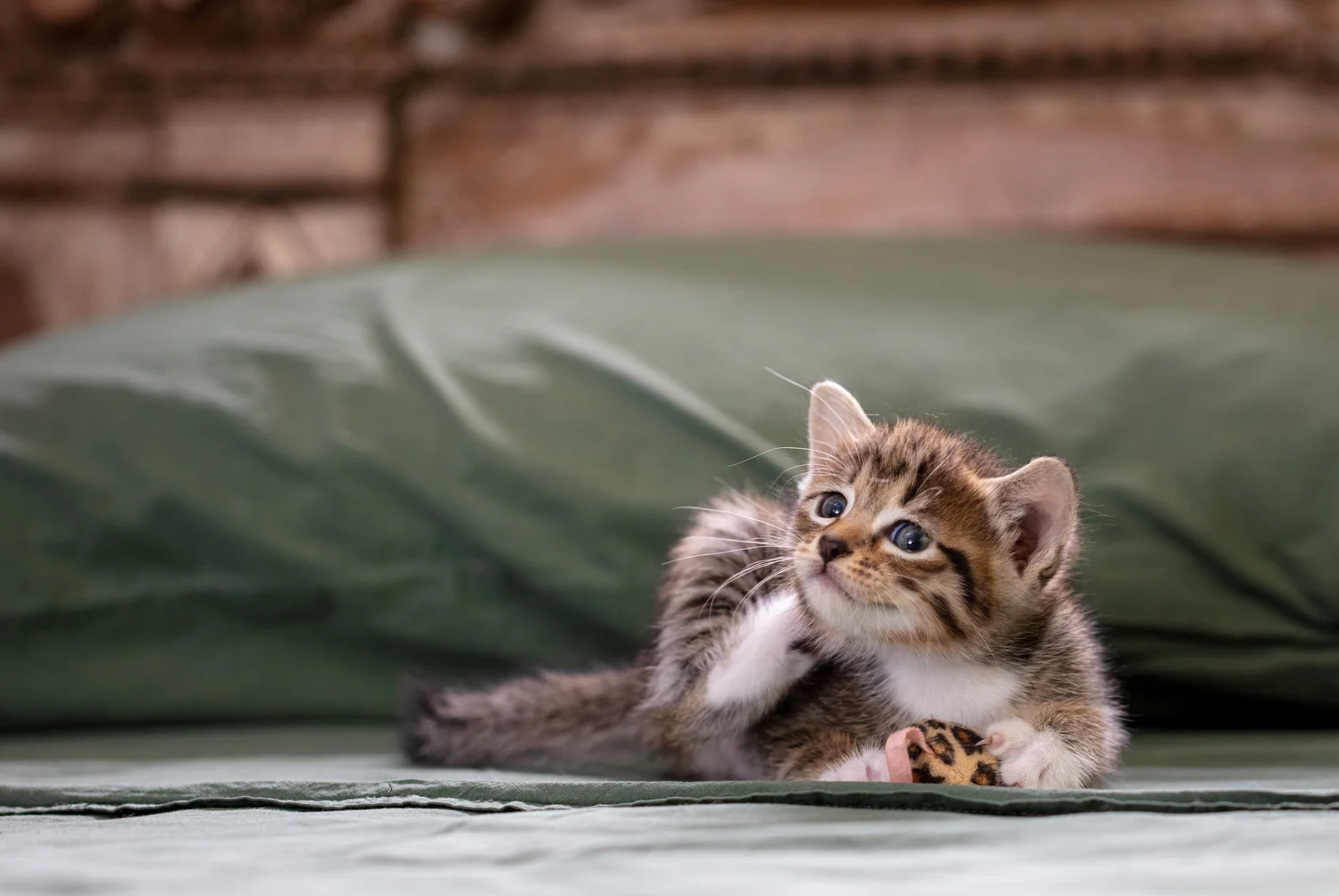 Support Cat Welfare in Singapore