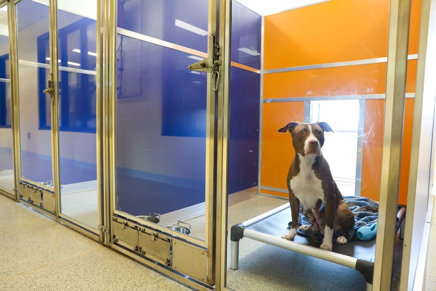 Animal Care Shelter for Kent County