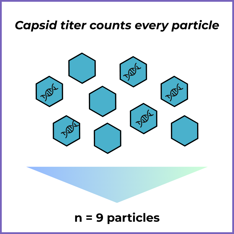 How to Measure Viral Vector Titer: Capsid, Genome & Infectious Assays ...