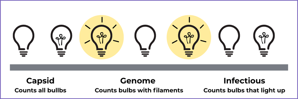 How to Measure Viral Vector Titer: Capsid, Genome & Infectious Assays ...