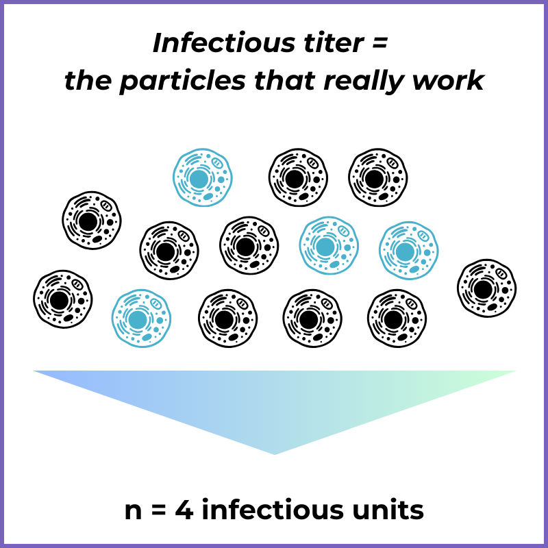 How to Measure Viral Vector Titer: Capsid, Genome & Infectious Assays ...