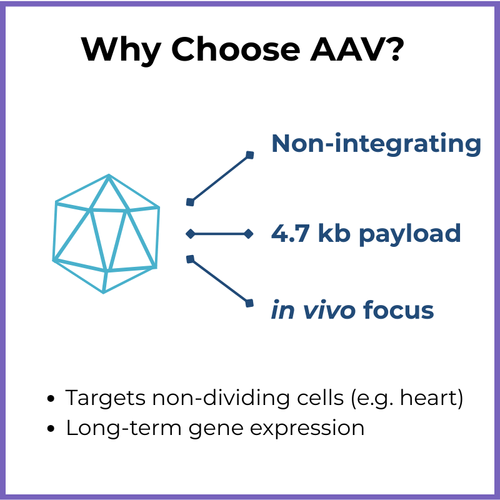 AAV vs. Lentiviral Vectors: Key Differences for Gene Therapy — Brenna ...