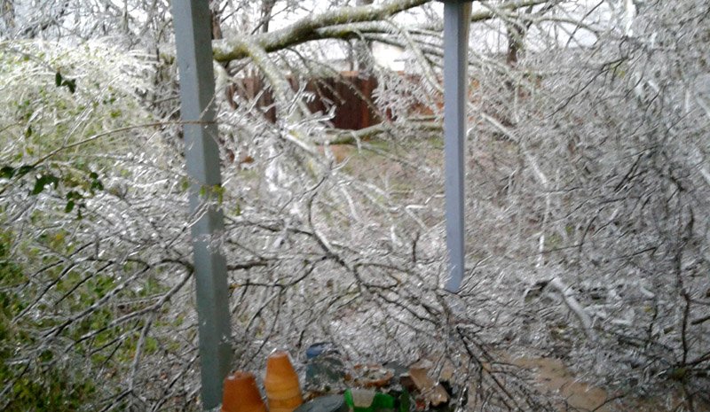 Life among the Tree Limbs — REWILDING MY YARD