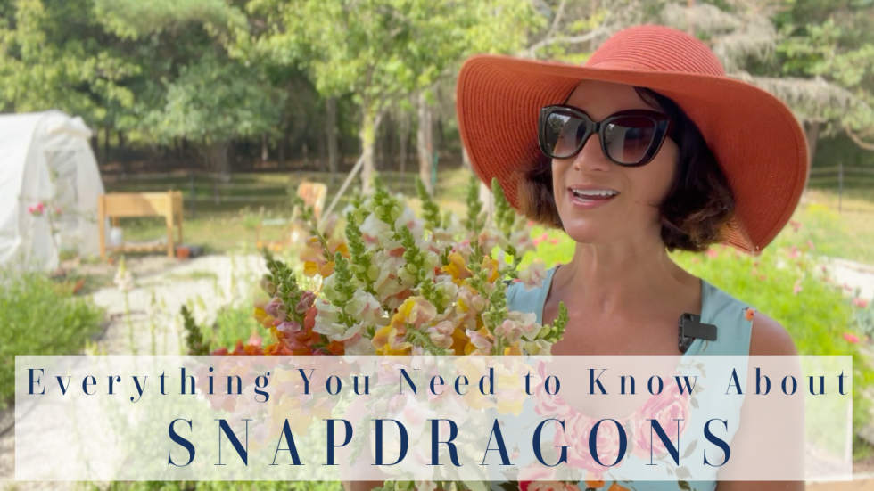 Everything You Need to Know About Snapdragons — Parisienne Farmgirl