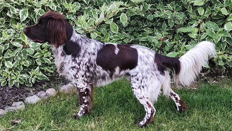 Kleine Munsterlander In Not