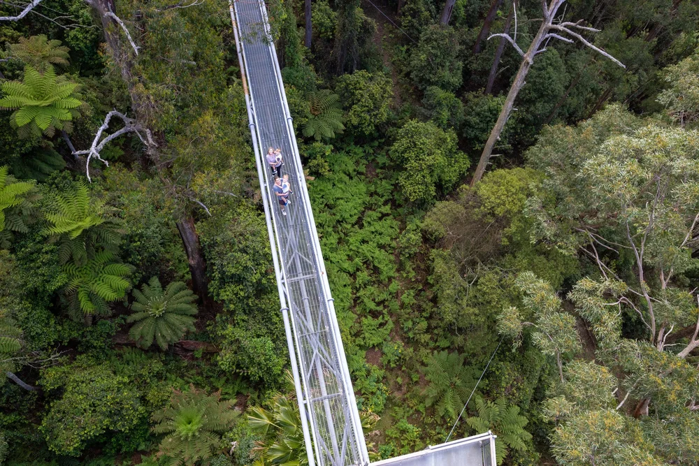 Illawarra Fly TreeTop Adventures | Discover and Book Your Adventure