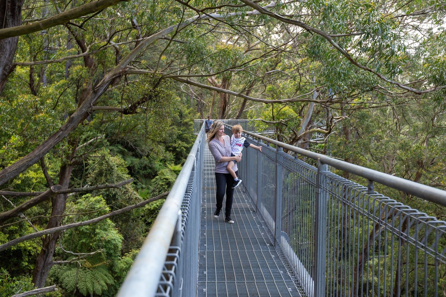 Illawarra Fly TreeTop Adventures | Discover and Book Your Adventure