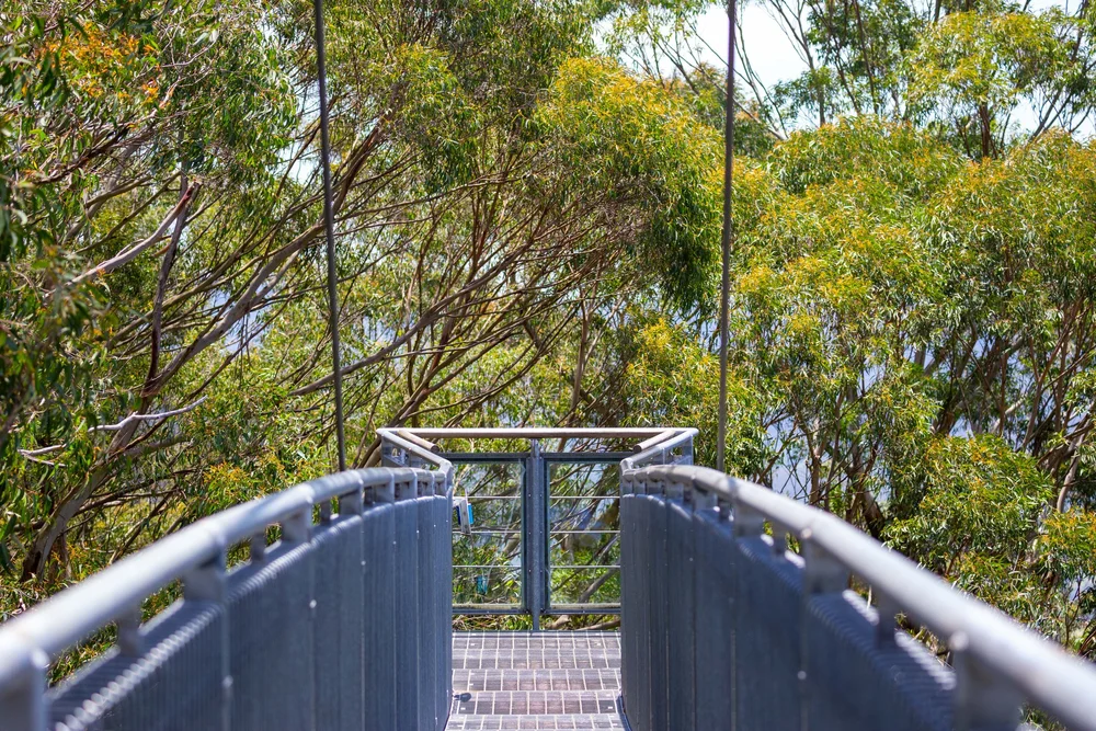 Treetop Walk | Discover Nature's Heights – Book Your Adventure ...