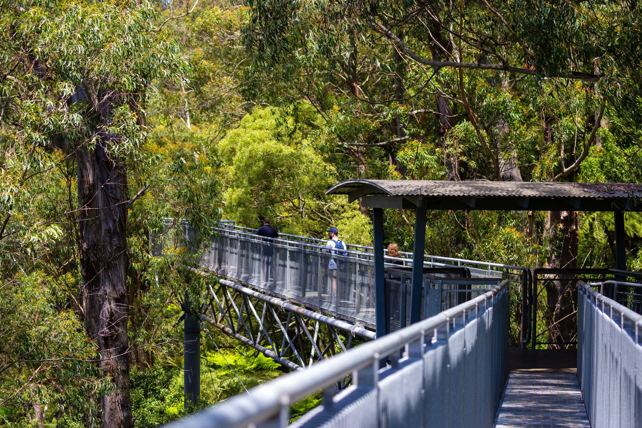 Illawarra Fly TreeTop Adventures | Discover and Book Your Adventure