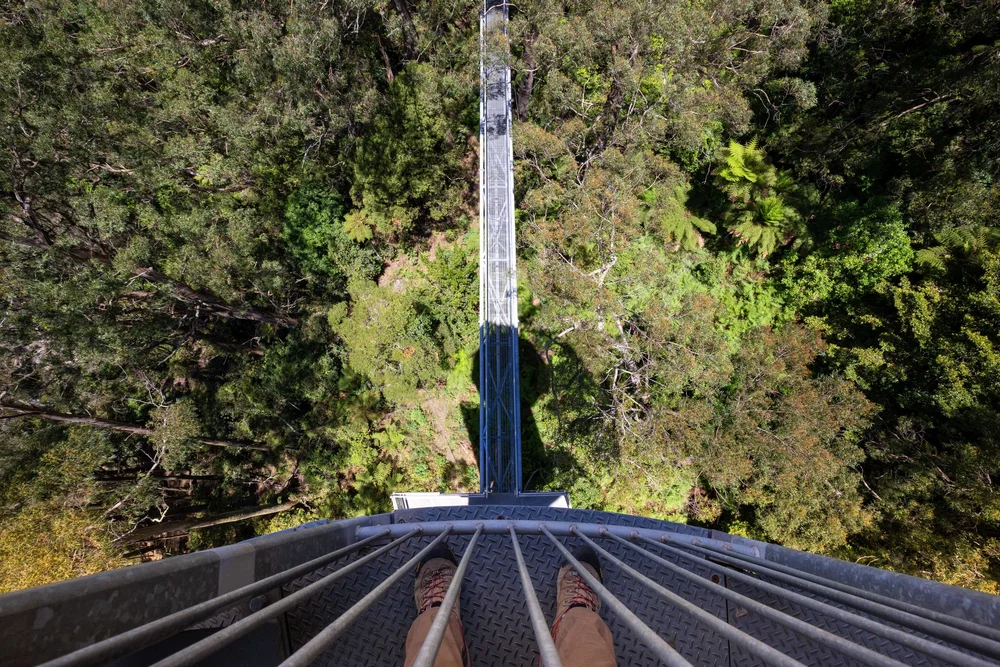 Tickets & Activities | Discover & Book Exciting Treetop Adventures ...