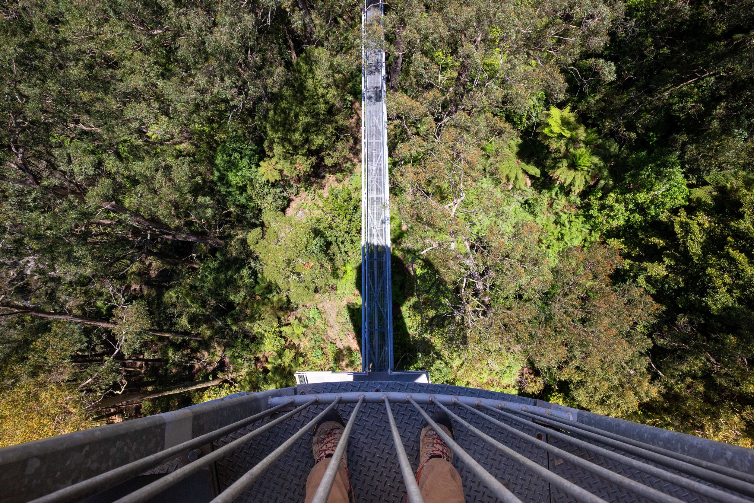 Treetop Walk | Discover Nature's Heights – Book Your Adventure ...