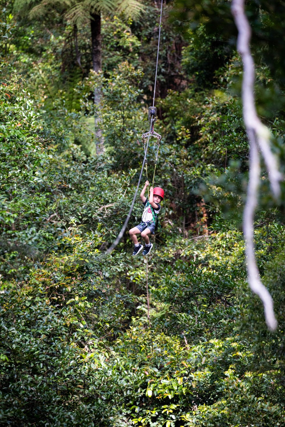 Tickets & Activities | Discover & Book Exciting Treetop Adventures ...