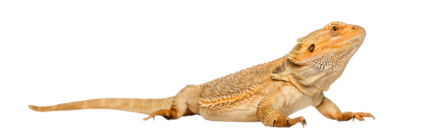 OUR STANDARD OF CARE | Discover Trusted Pet Care Today — PetSmart