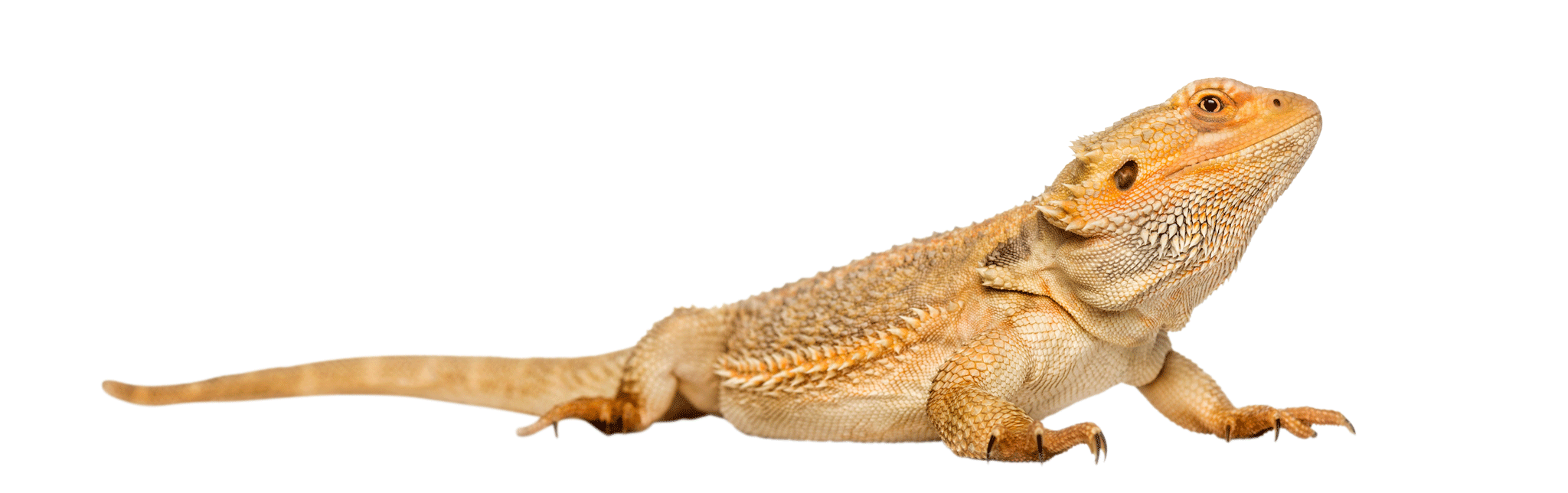 OUR STANDARD OF CARE | Discover Trusted Pet Care Today — PetSmart