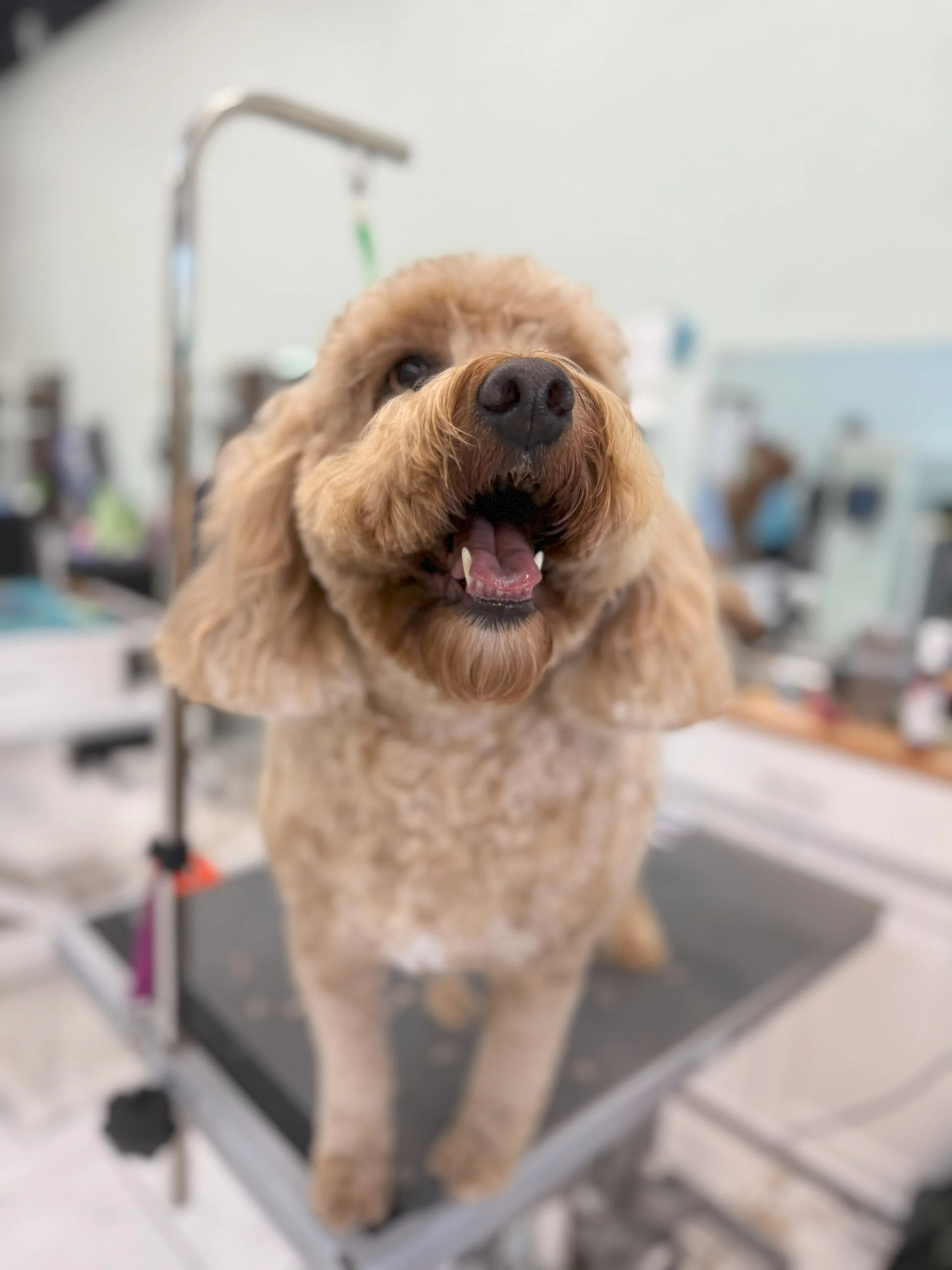Photo Gallary | View Stunning Pet Transformations — Pretty Paw Grooming