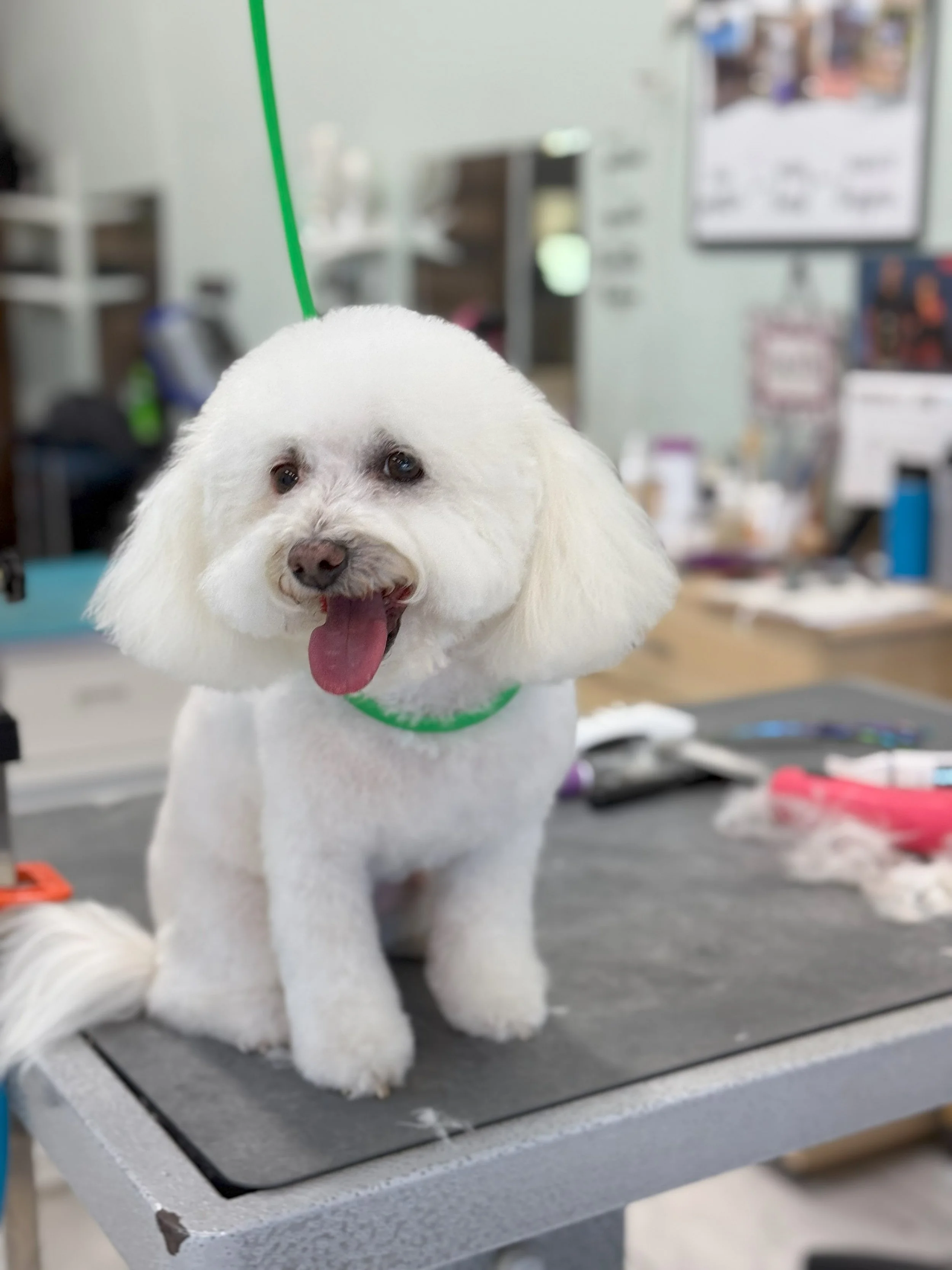 Photo Gallary | View Stunning Pet Transformations — Pretty Paw Grooming