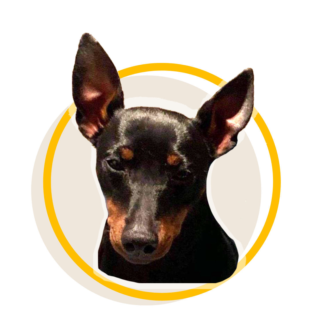 Testimonials — Wagging School Dog Training